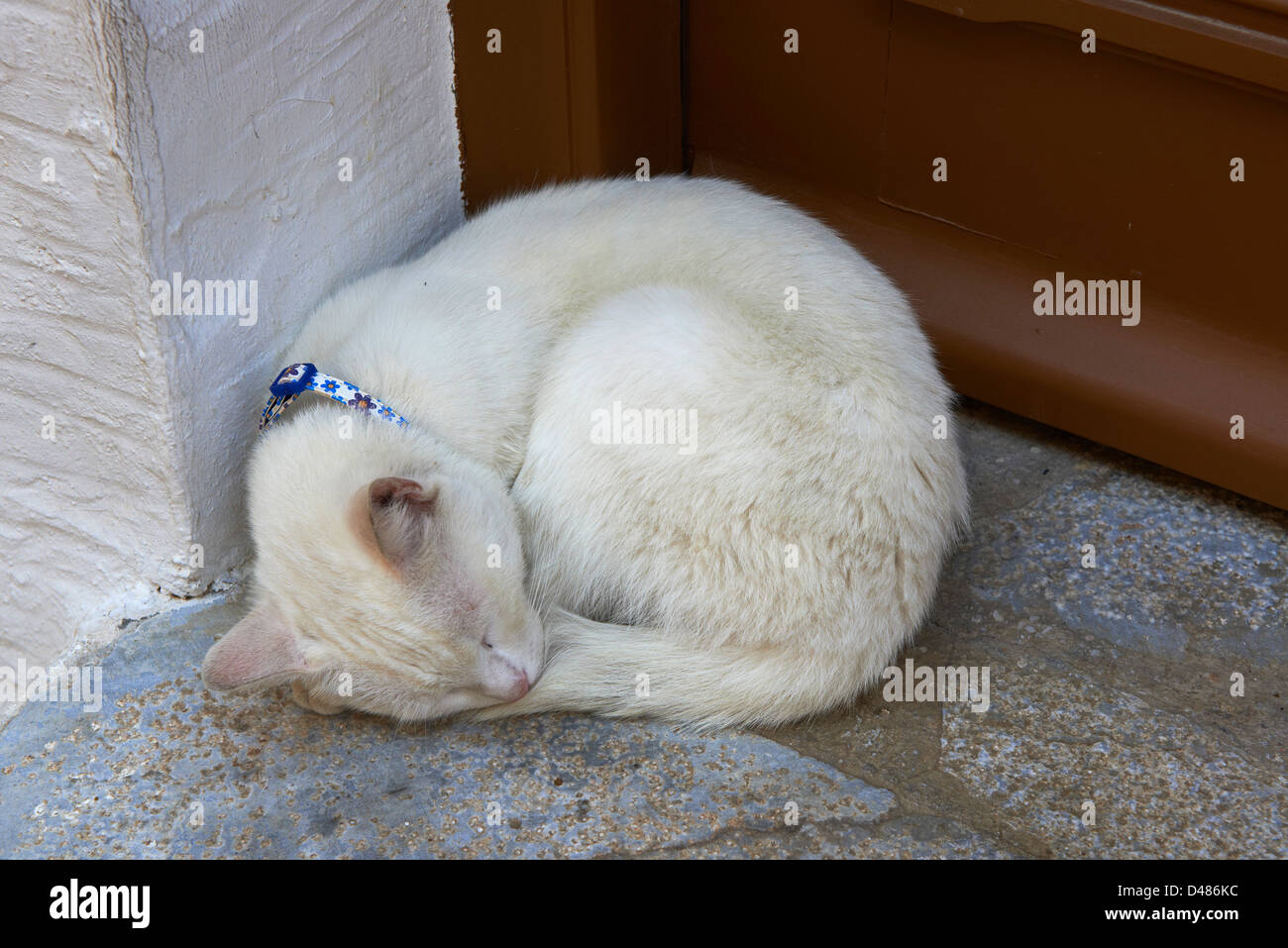 Greece, Cyclades islands, Cyclades cat Stock Photo - Alamy