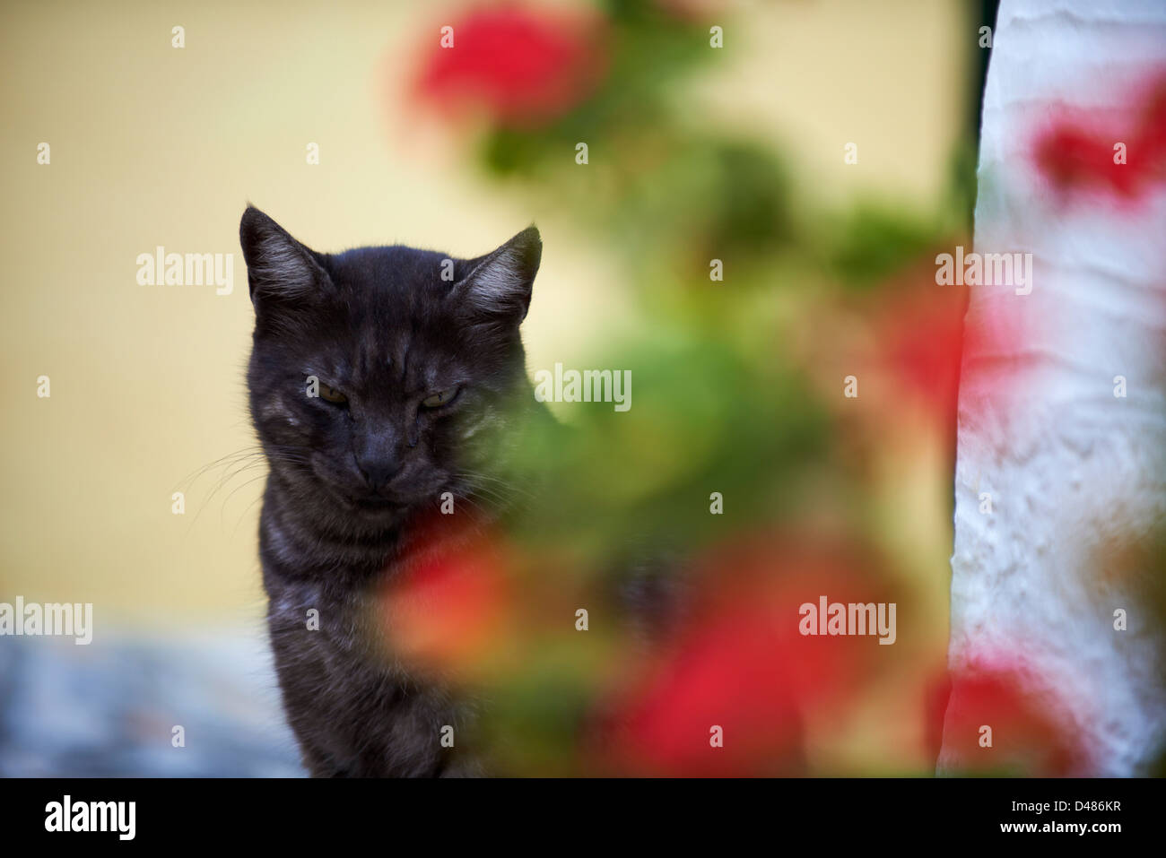 Greece, Cyclades islands, Cyclades cat Stock Photo - Alamy