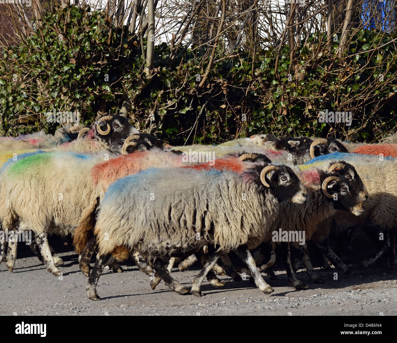 Rough fell sheep hi-res stock photography and images - Alamy