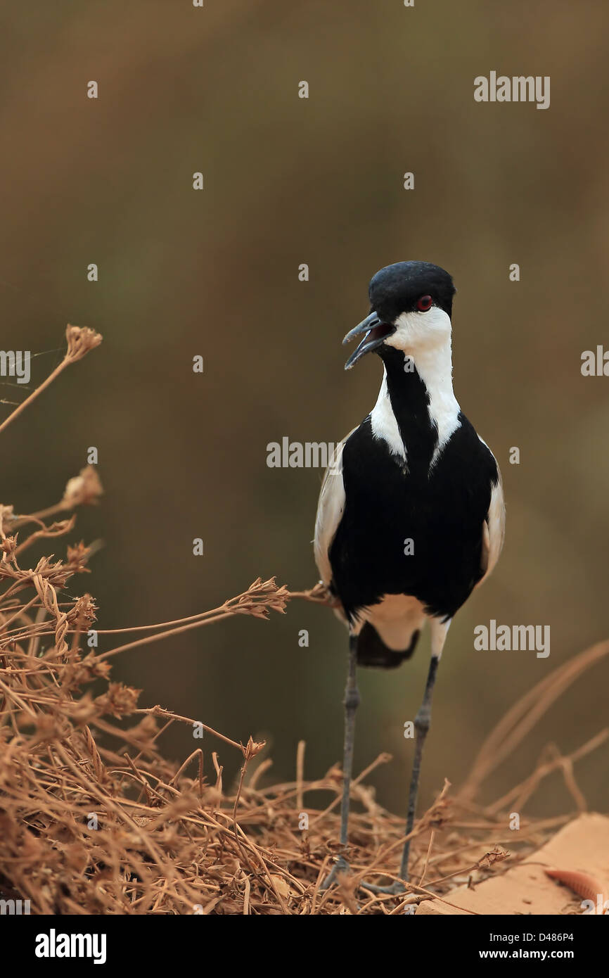 Spur-winged Lapwing (Vanellus spinosus Stock Photo - Alamy