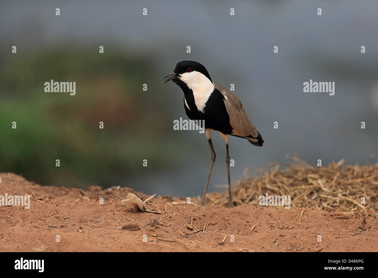 Spur-winged Lapwing (Vanellus spinosus Stock Photo - Alamy