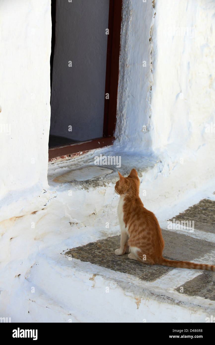 Greece, Cyclades islands, Cyclades cat Stock Photo - Alamy