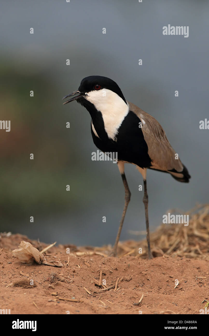 Spur-winged Lapwing (Vanellus spinosus Stock Photo - Alamy