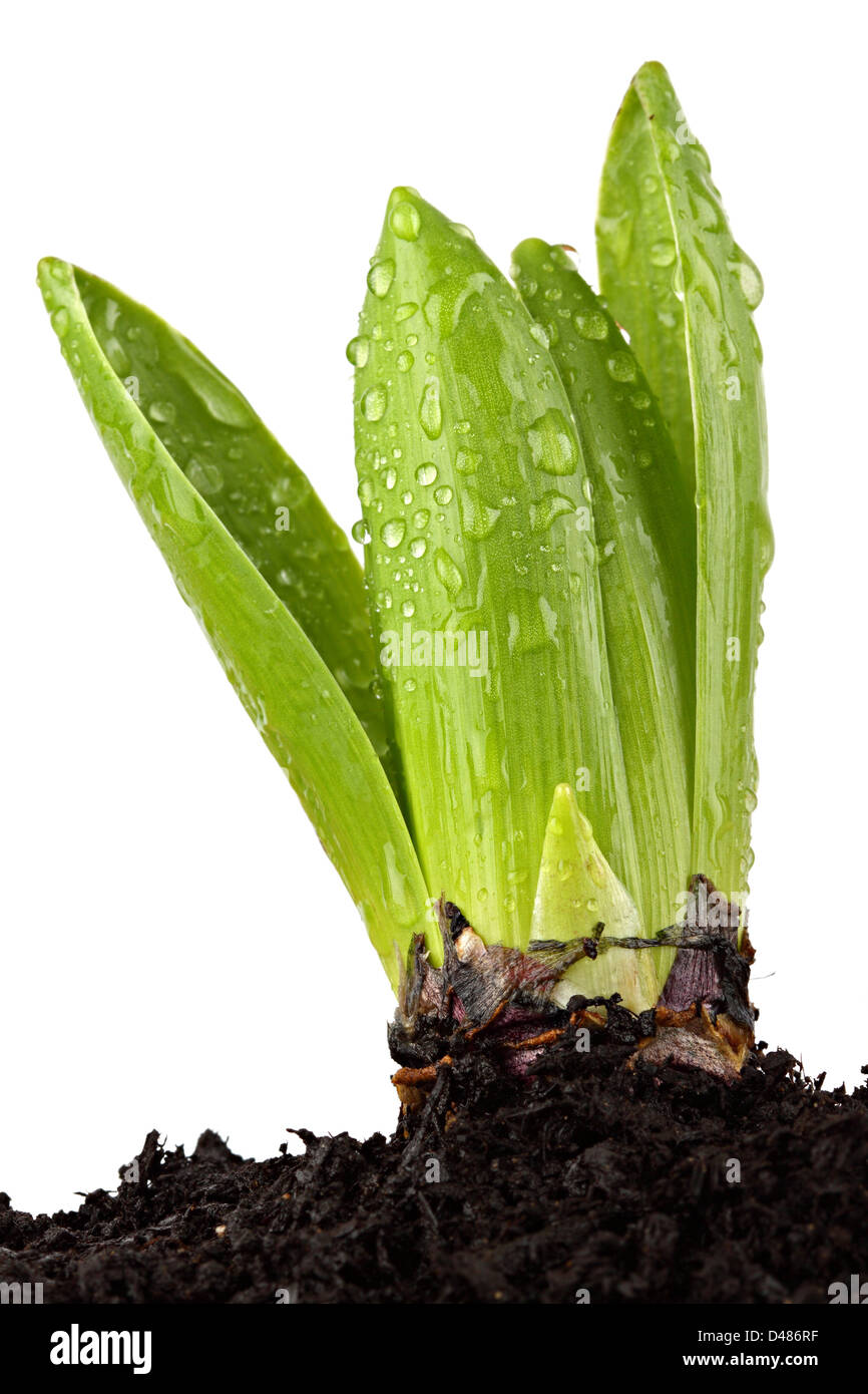 Breaking through soil hi-res stock photography and images - Alamy