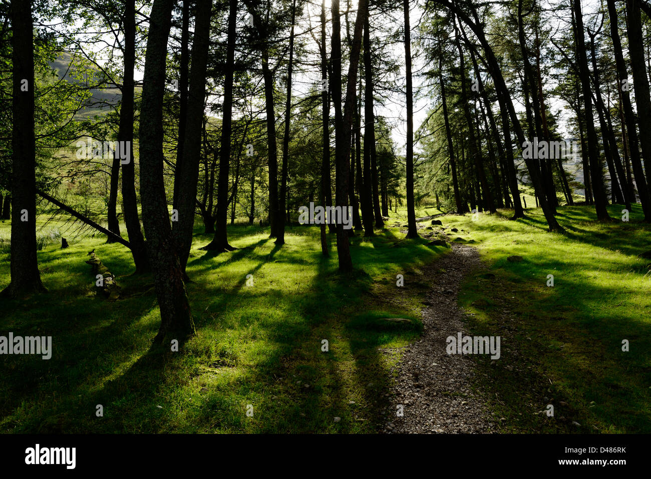 Larch trees,small wood, path, Great Langdale valley,The Lake District, Cumbria, England, UK ...