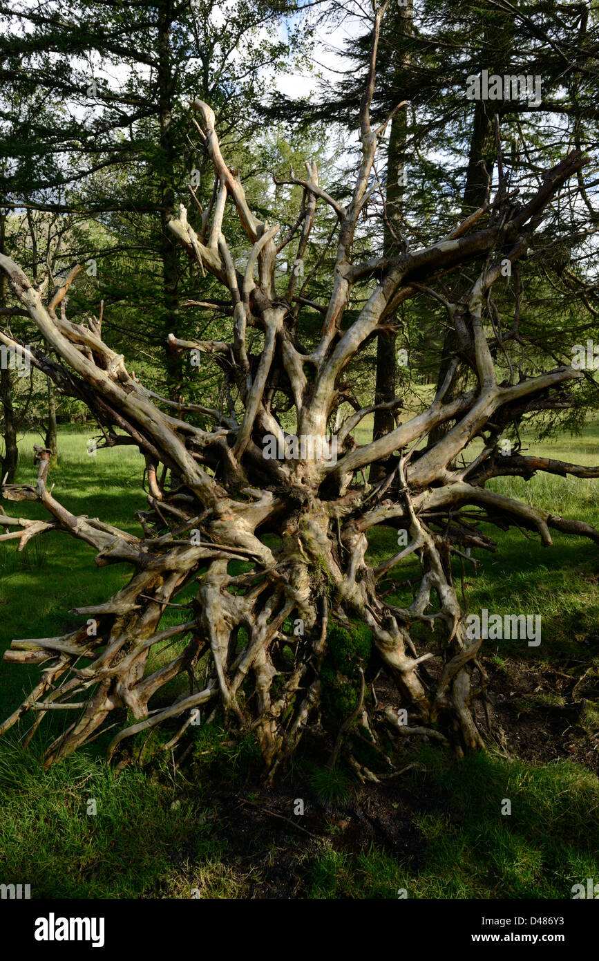 Tree Roots Sculpture