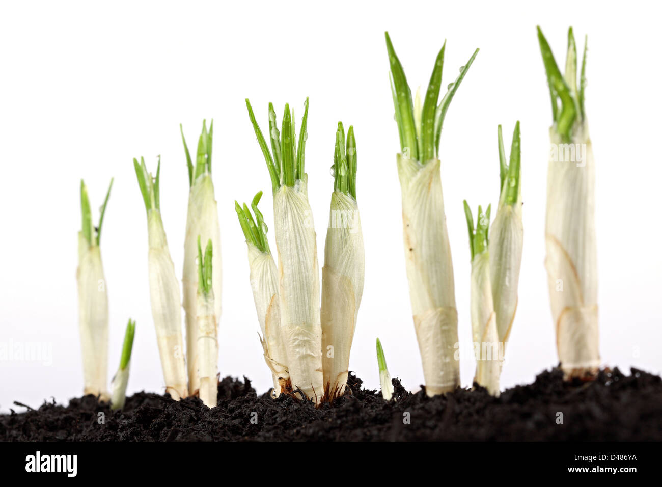 New sprouts breaking through the earth Stock Photo - Alamy