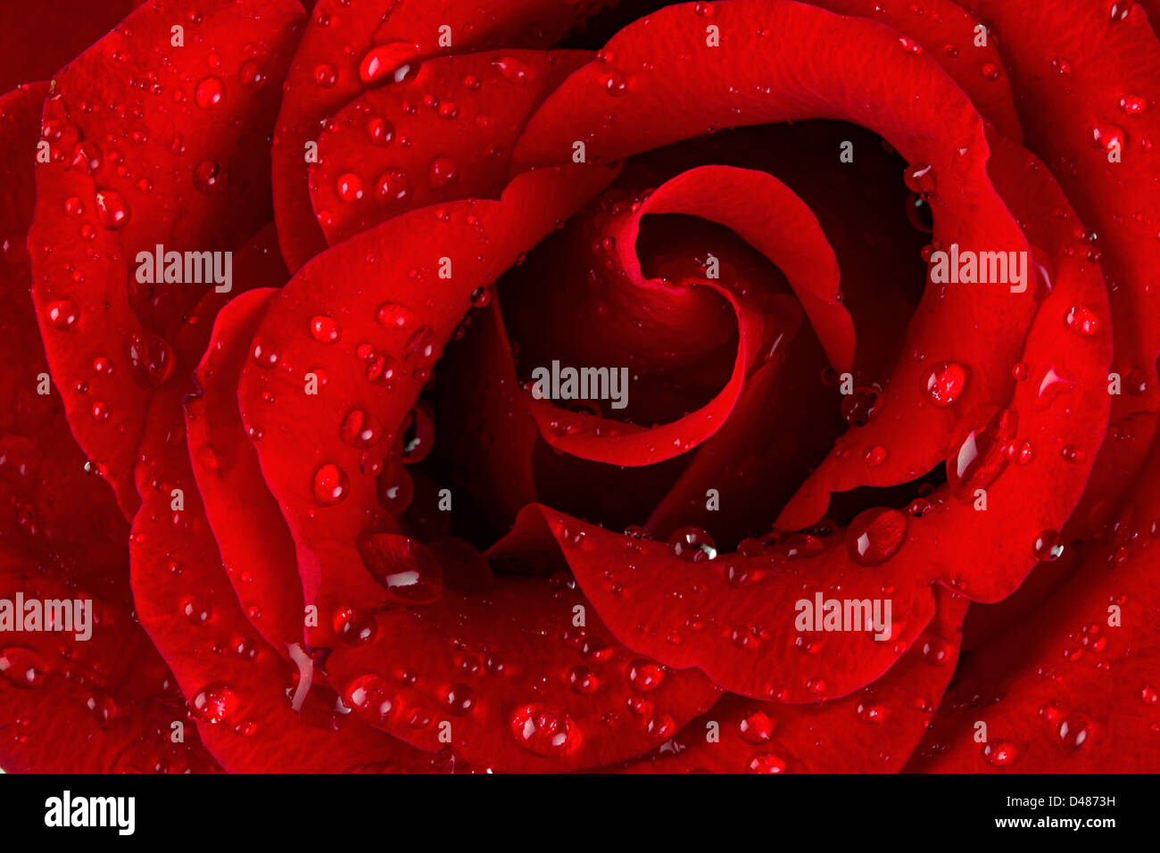 Closeup vertical shot beautiful hi-res stock photography and images - Alamy