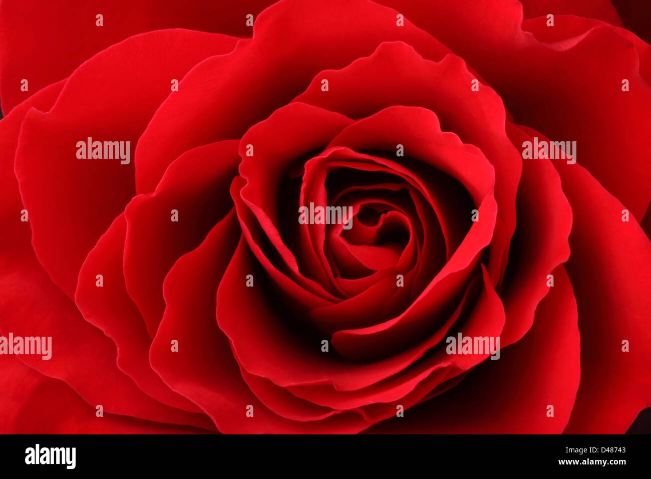 Closeup of a red rose blossom Stock Photo - Alamy