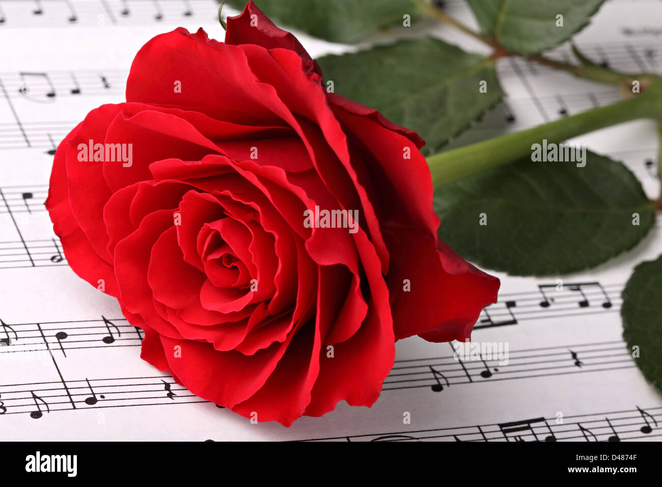 red rose on music sheet Stock Photo - Alamy
