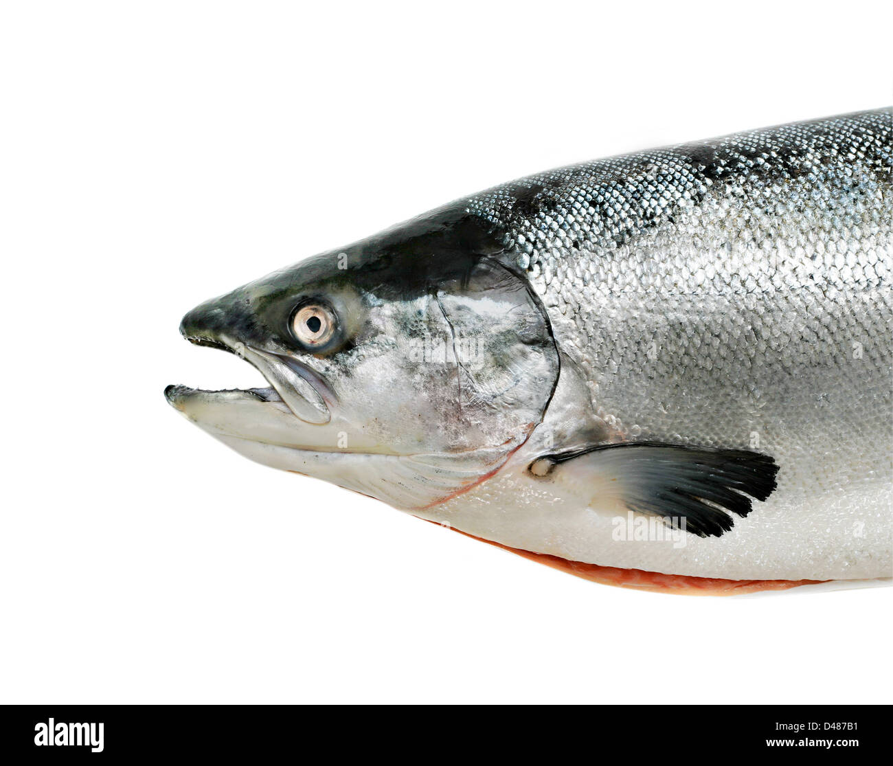 Salmon fish close up isolated on white Stock Photo - Alamy