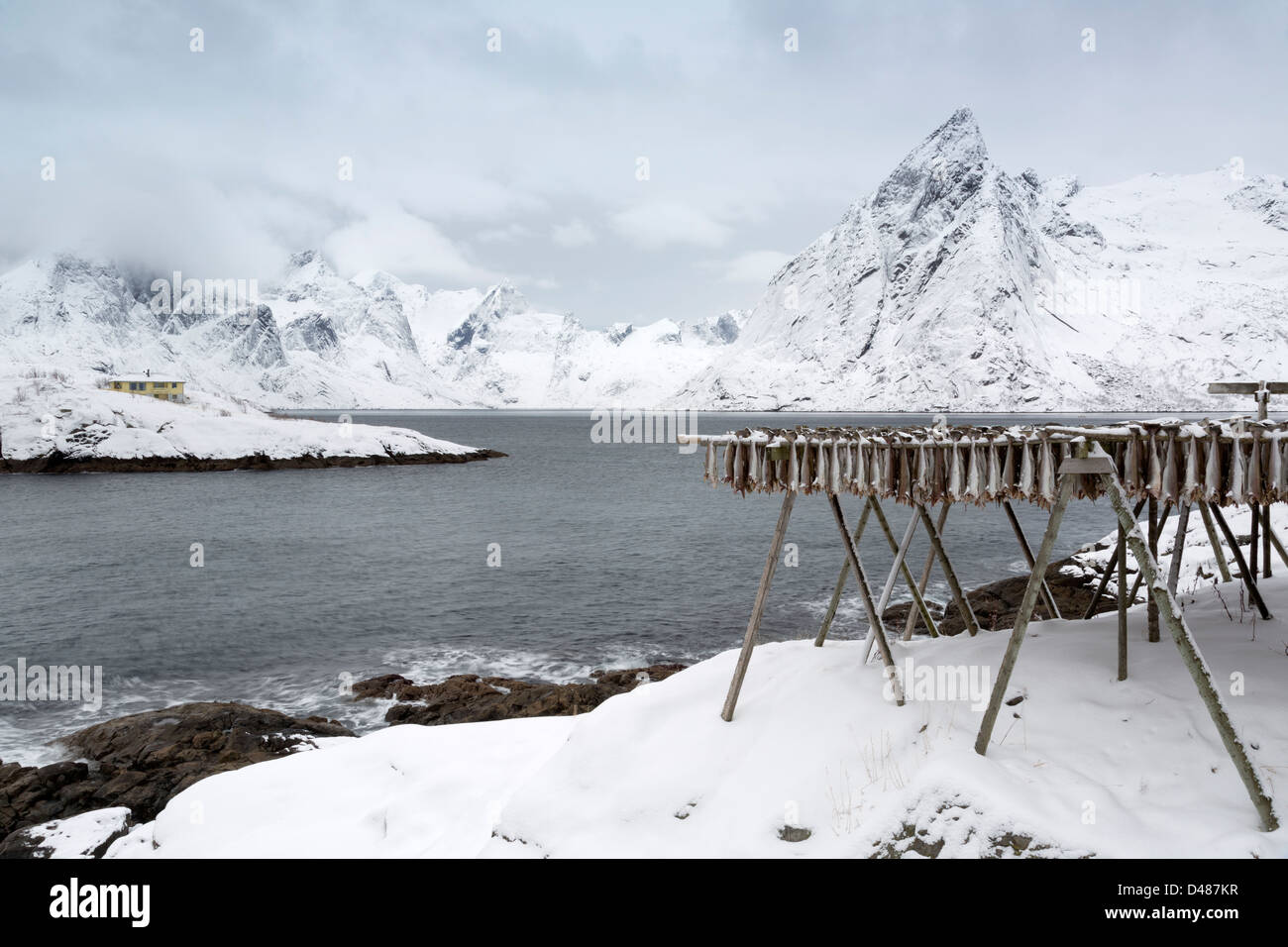 Cod Fish High Resolution Stock Photography and Images - Alamy