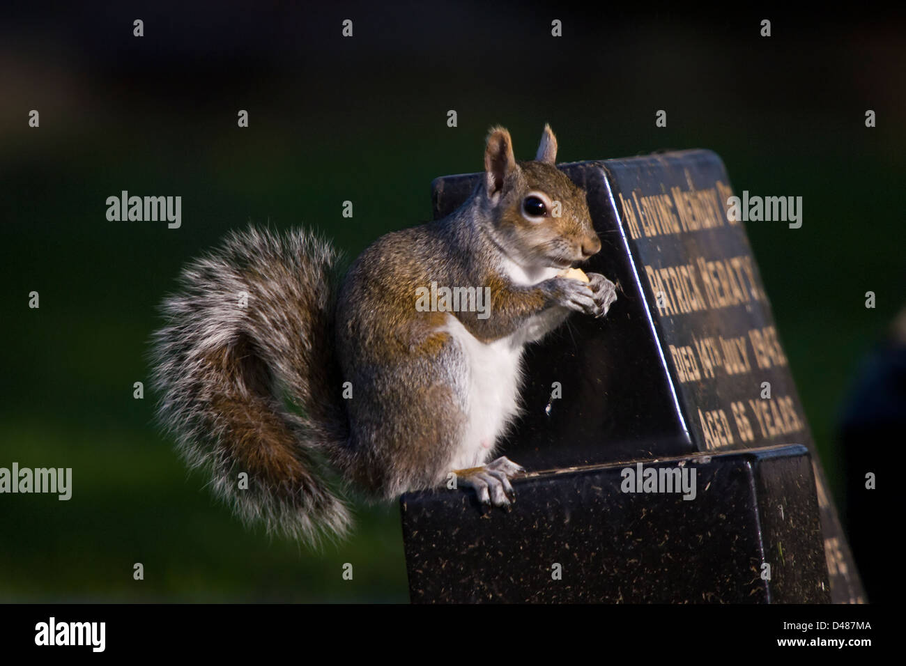 A Squirrel at Goole Cemetery Stock Photo - Alamy