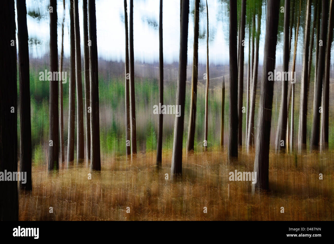 Cannock Chase, Staffordshire, scene of the 1960's murders by Raymond ...