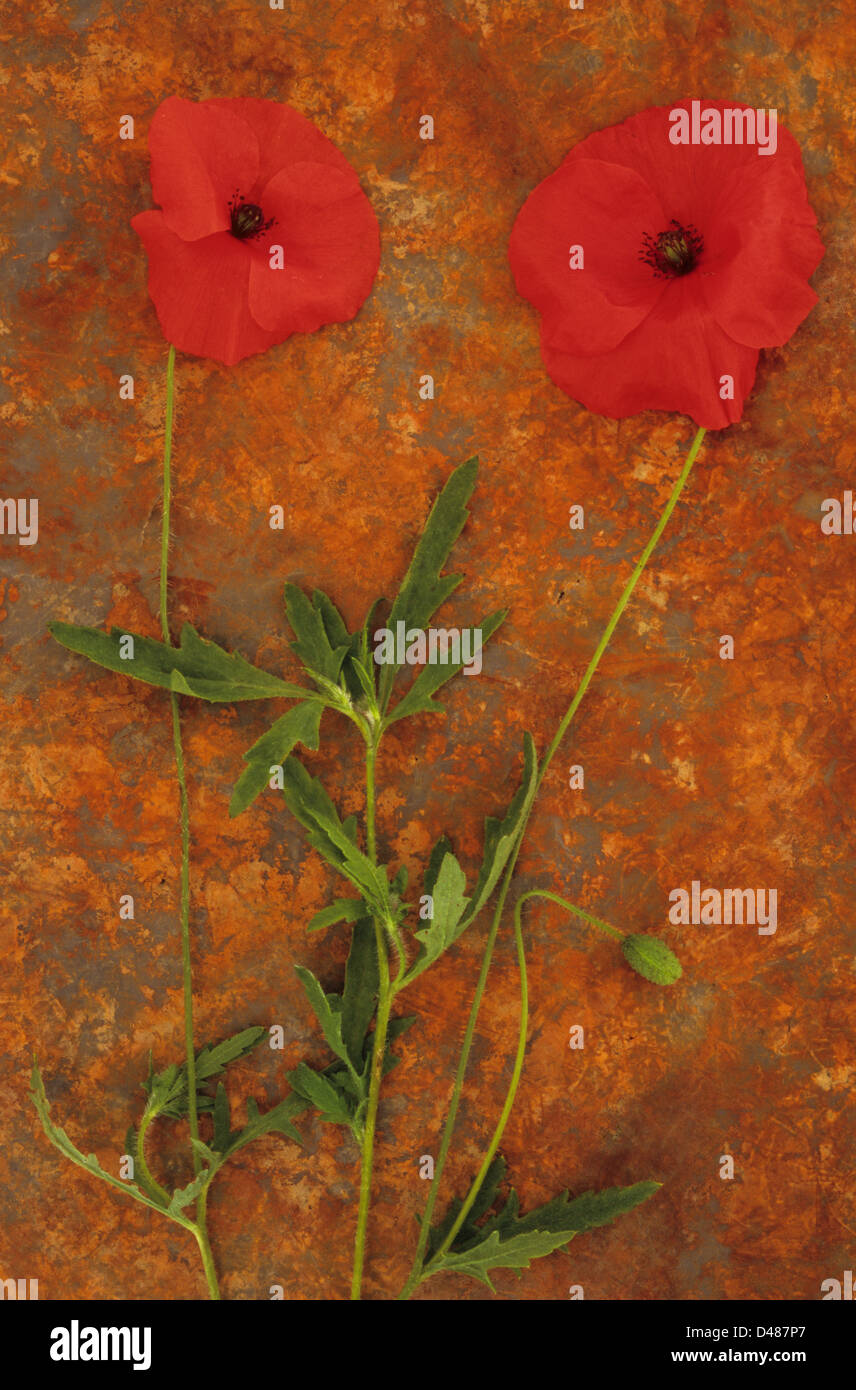 Poppy leaves hi-res stock photography and images - Alamy