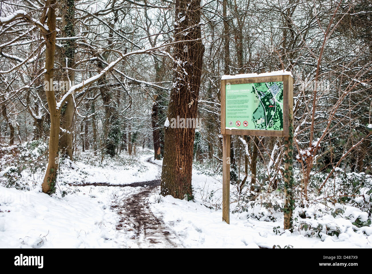 Snow covered information board, path and trees of Petersham Common in ...