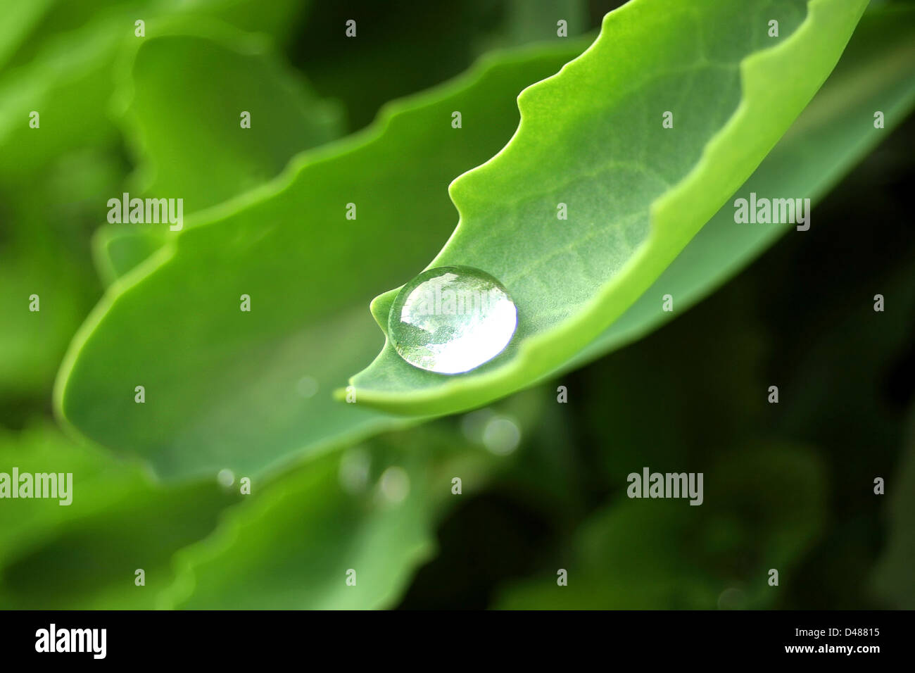 Big drop on leaf after the rain Stock Photo - Alamy