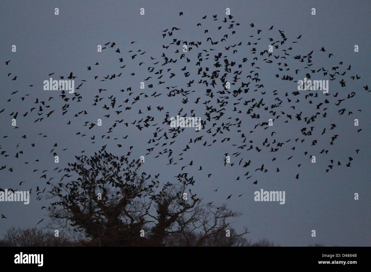Rook (Corvus frugilegus) flock Stock Photo - Alamy