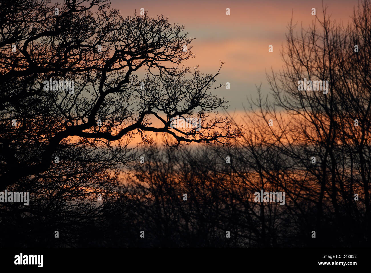 Trees and sunsets hi-res stock photography and images - Alamy