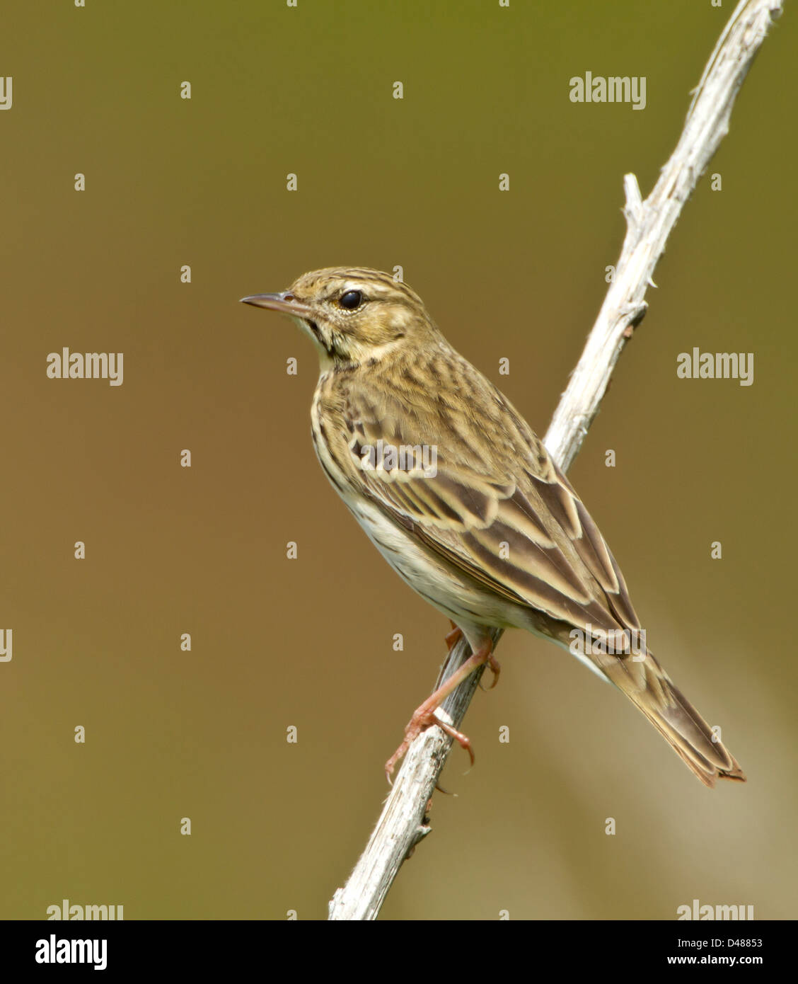 Pipits of cyprus hi-res stock photography and images - Alamy