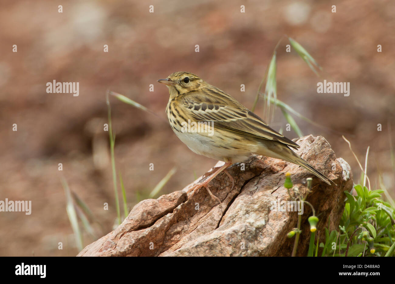 Pipits of cyprus hi-res stock photography and images - Alamy