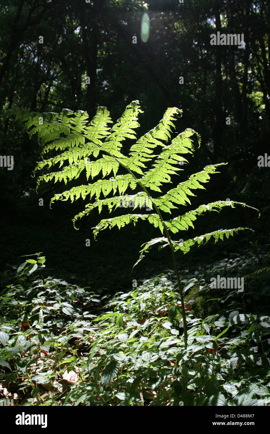 Fern (Cyanthea sp.) near Chopta, the road head for the Tungnath Mandir ...