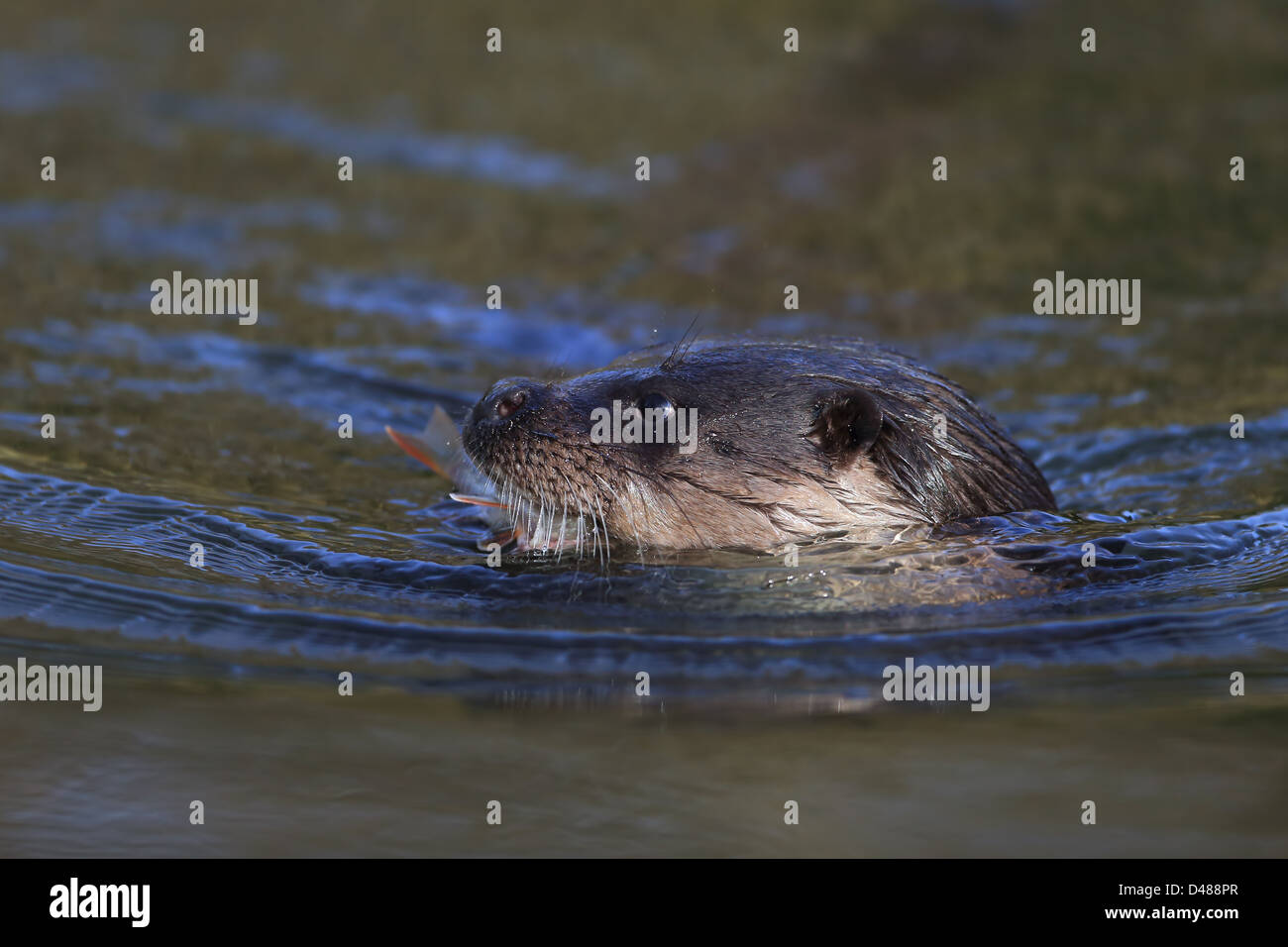 Common Otter (Lutra lutra Stock Photo - Alamy