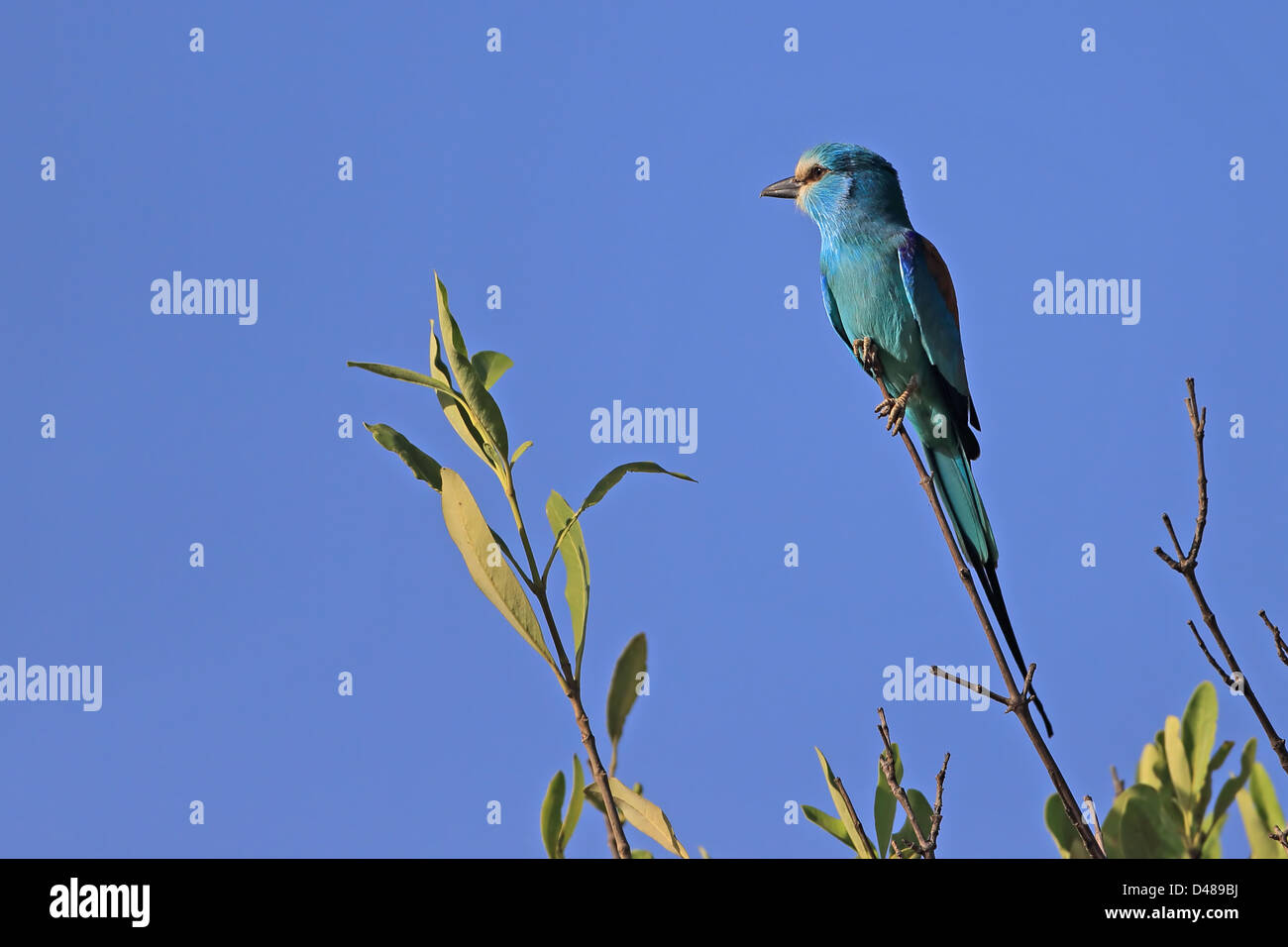 Abyssinian Roller (Coracias abyssinica Stock Photo - Alamy