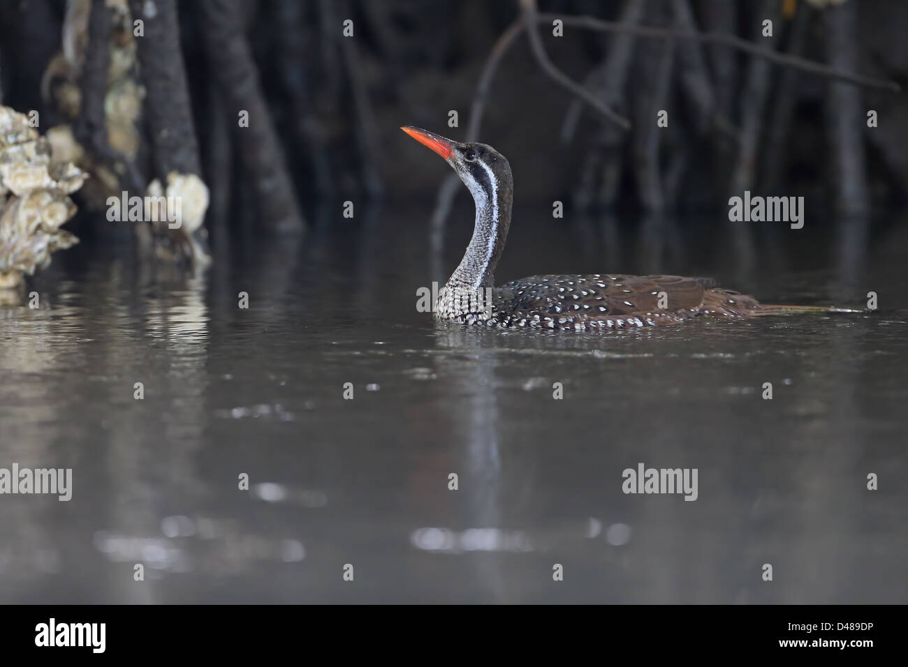 African finfoot podica senegalensis hi-res stock photography and images ...