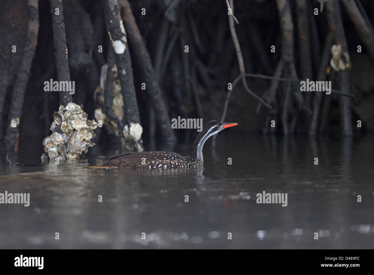 Finfoot High Resolution Stock Photography and Images - Alamy