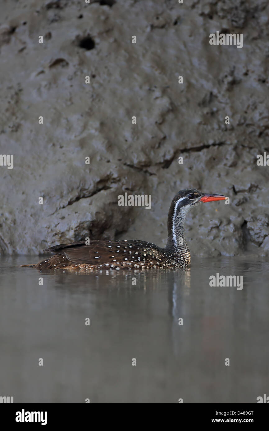 African finfoot podica senegalensis hi-res stock photography and images ...