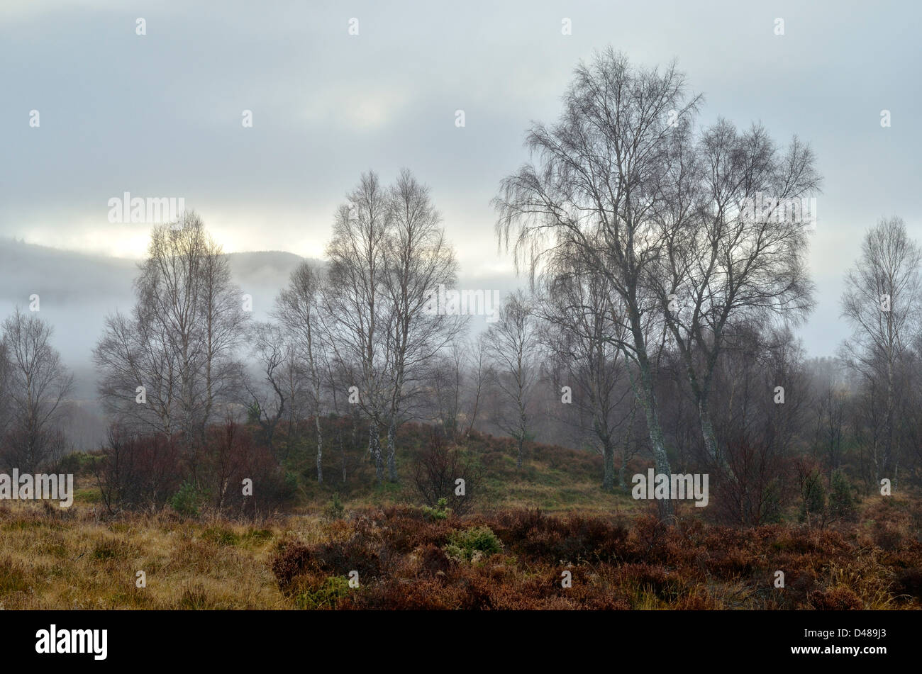 Trees in the Abernethy Forest - Cairngorms National Park, Scotland, UK ...