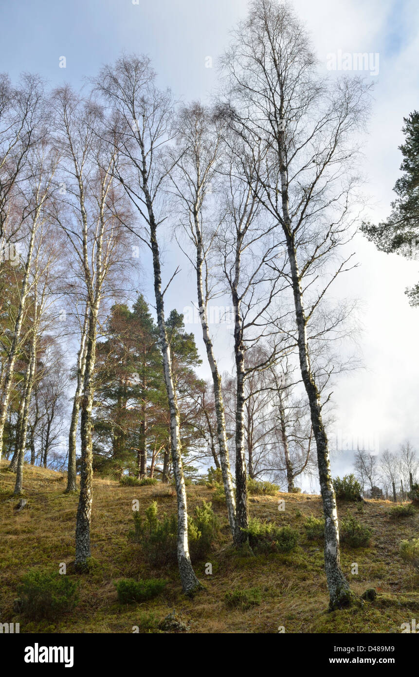 Trees in the Abernethy Forest - Cairngorms National Park, Scotland, UK ...