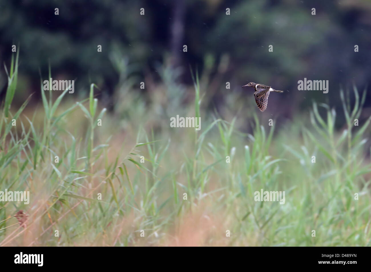 Greater Painted-snipe (Rostratula benghalensis Stock Photo - Alamy