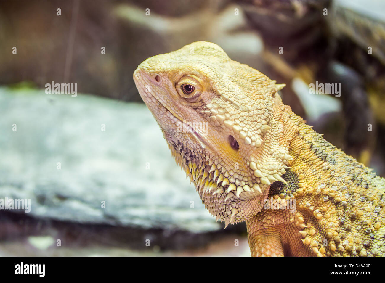 Central Bump High Resolution Stock Photography and Images - Alamy