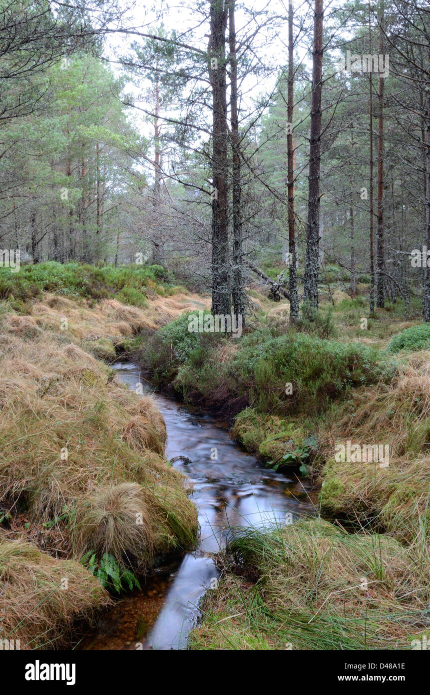 Stream aviemore hi-res stock photography and images - Alamy