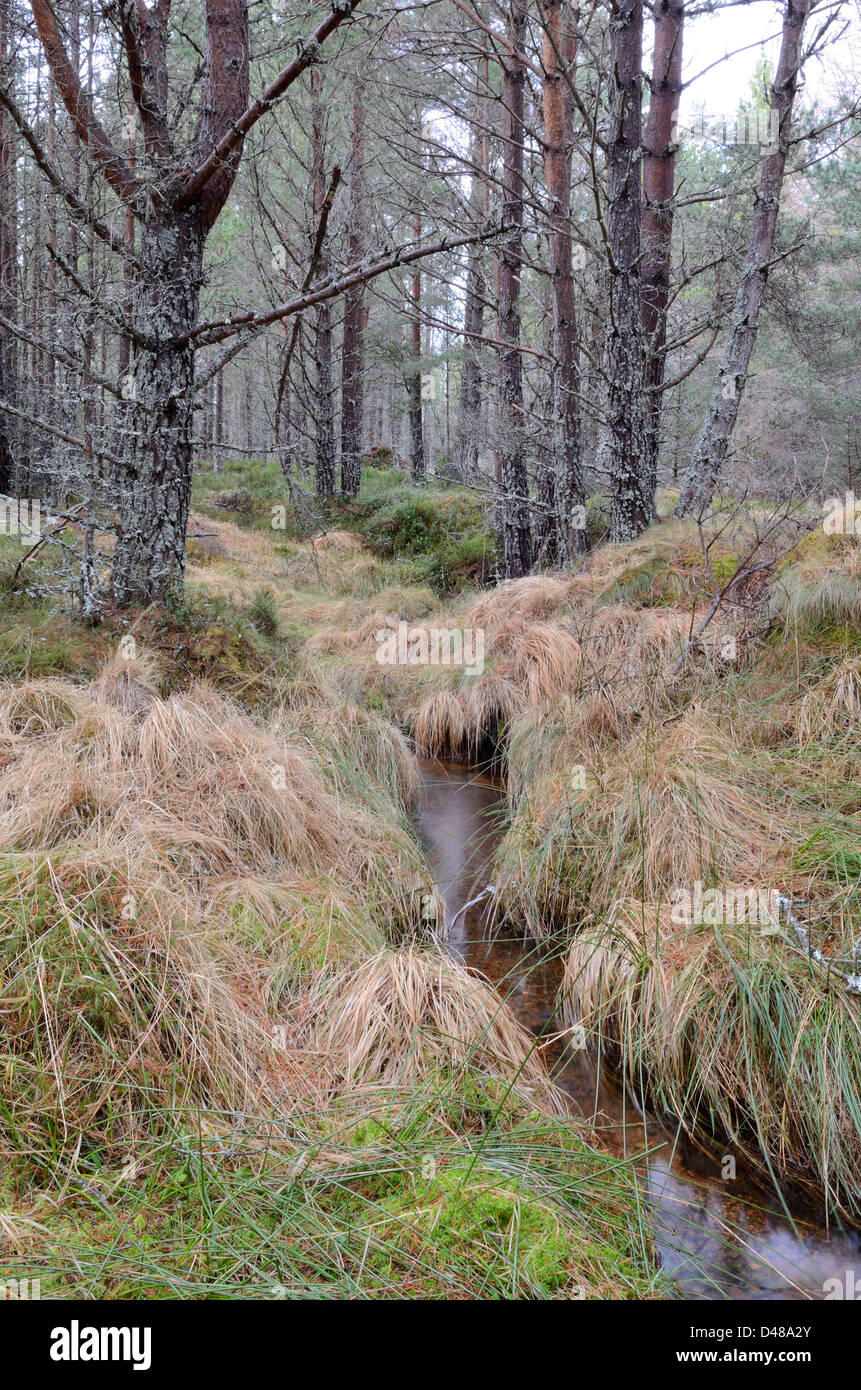 Stream aviemore hi-res stock photography and images - Alamy