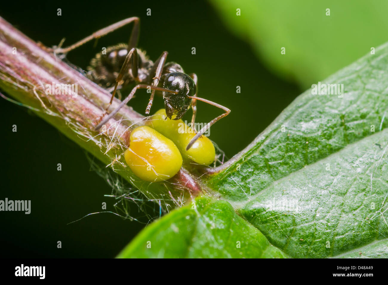 Tiny black ants hi-res stock photography and images - Alamy