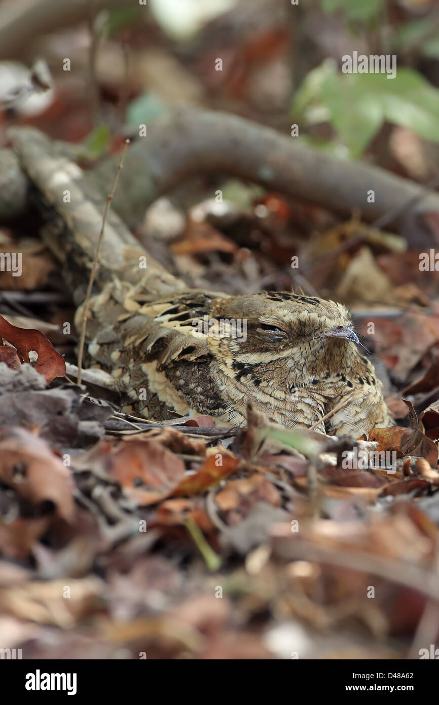 Long-tailed Nightjar (Caprimulgus climacurus Stock Photo - Alamy