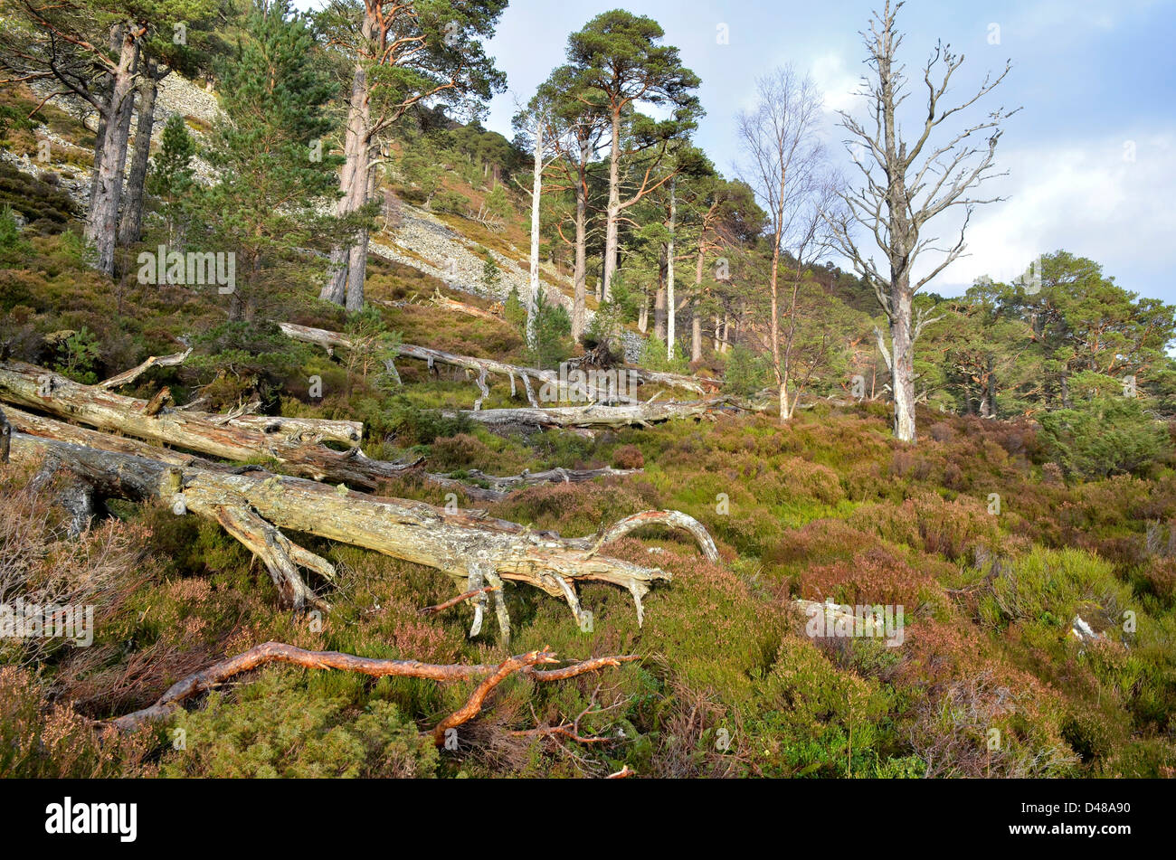 Glenmore forest hi-res stock photography and images - Alamy