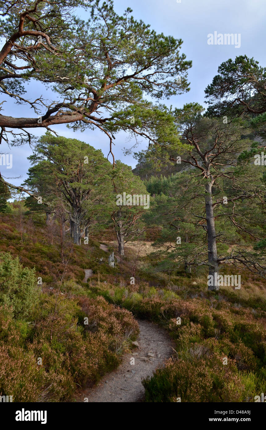 Rothiemurchus forest aviemore hi-res stock photography and images - Alamy