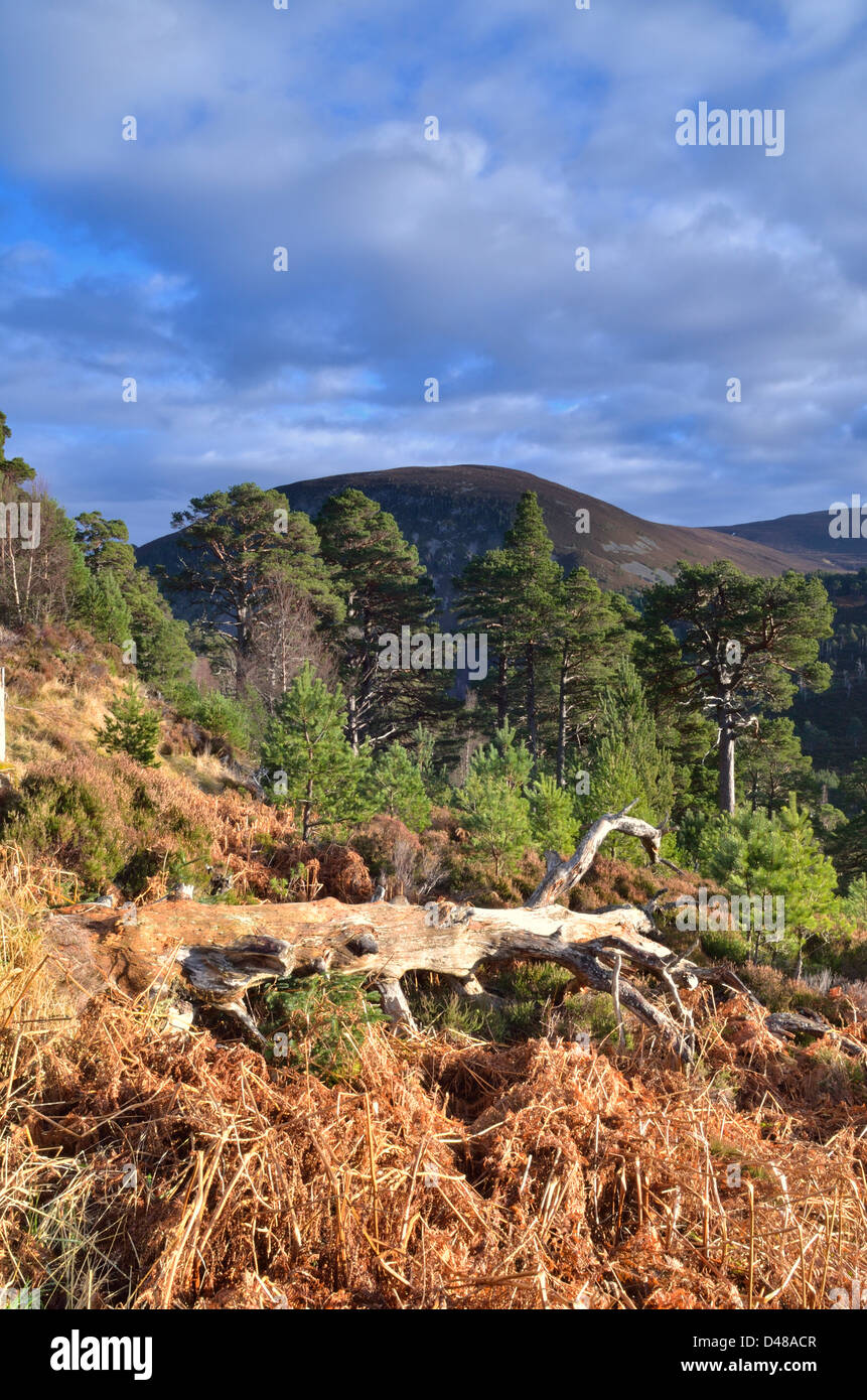 Glenmore Forest near to Aviemore in the Caringorms National Park ...