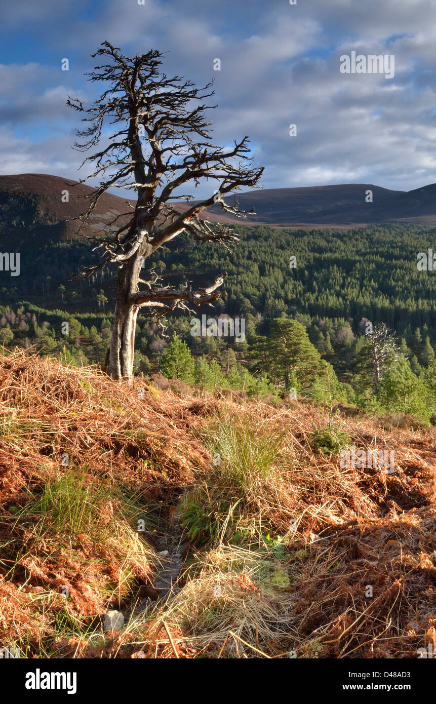 Glenmore Forest near to Aviemore in the Caringorms National Park ...