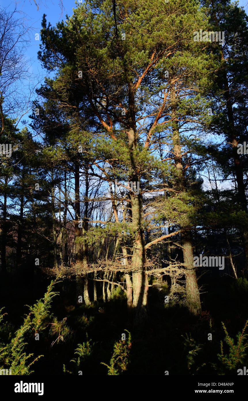 Pine forest scotland hi-res stock photography and images - Alamy