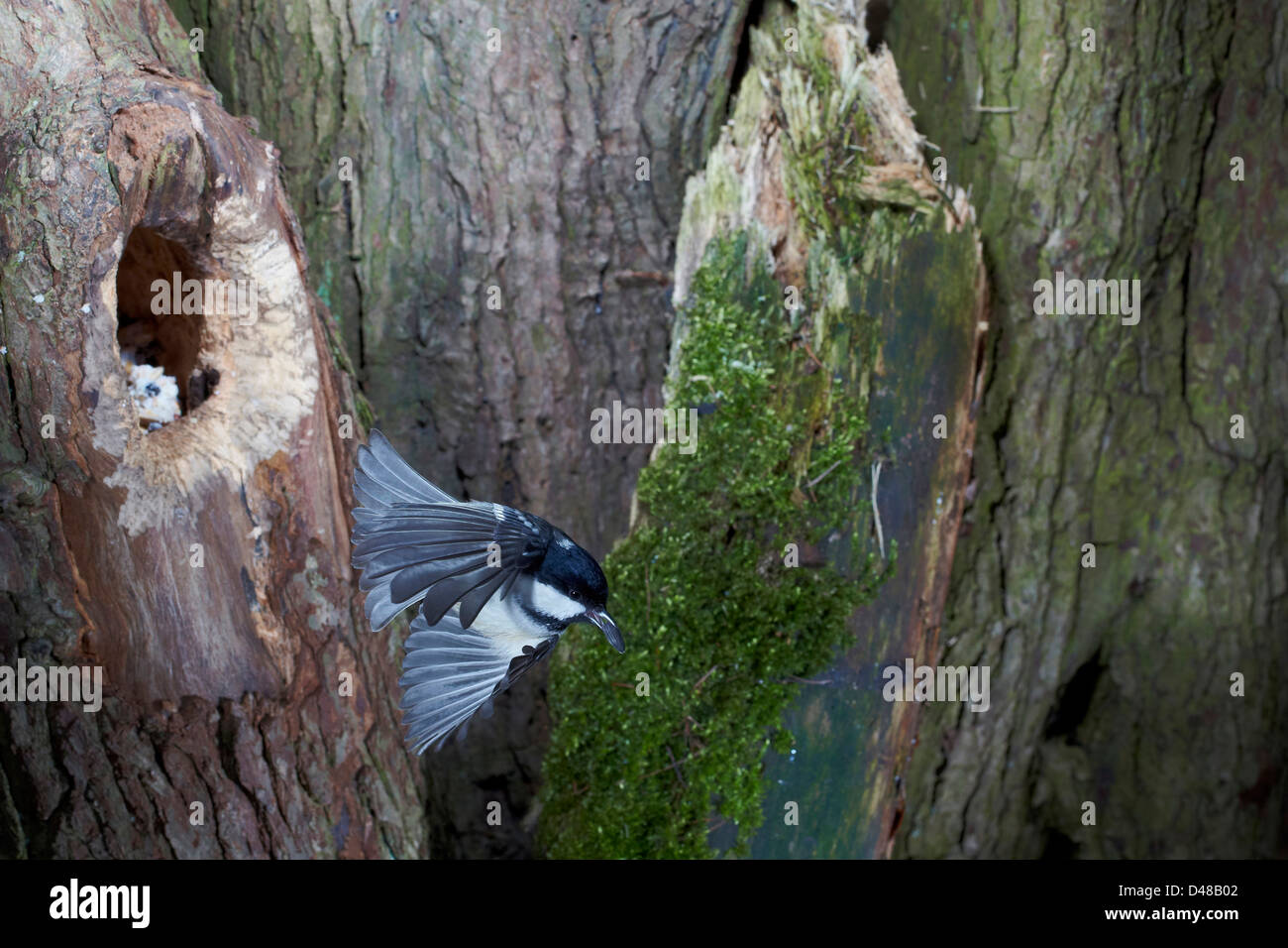 Coal Tit, Parus ater, in flight, UK. Flying out of a hole in a tree ...