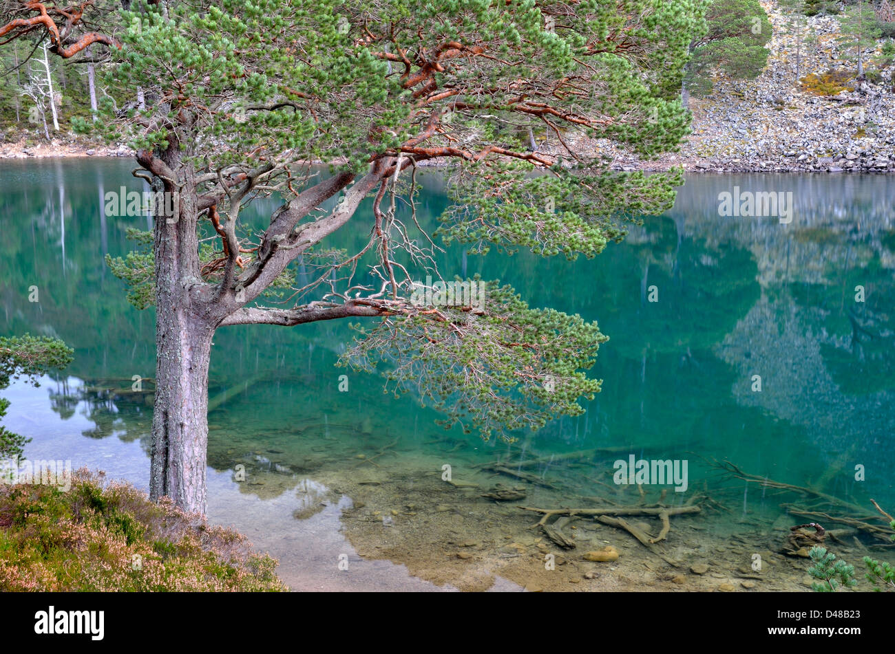 An Lochan Uaine - Glenmore Forest Aviemore, Highlands, Scotland, UK ...