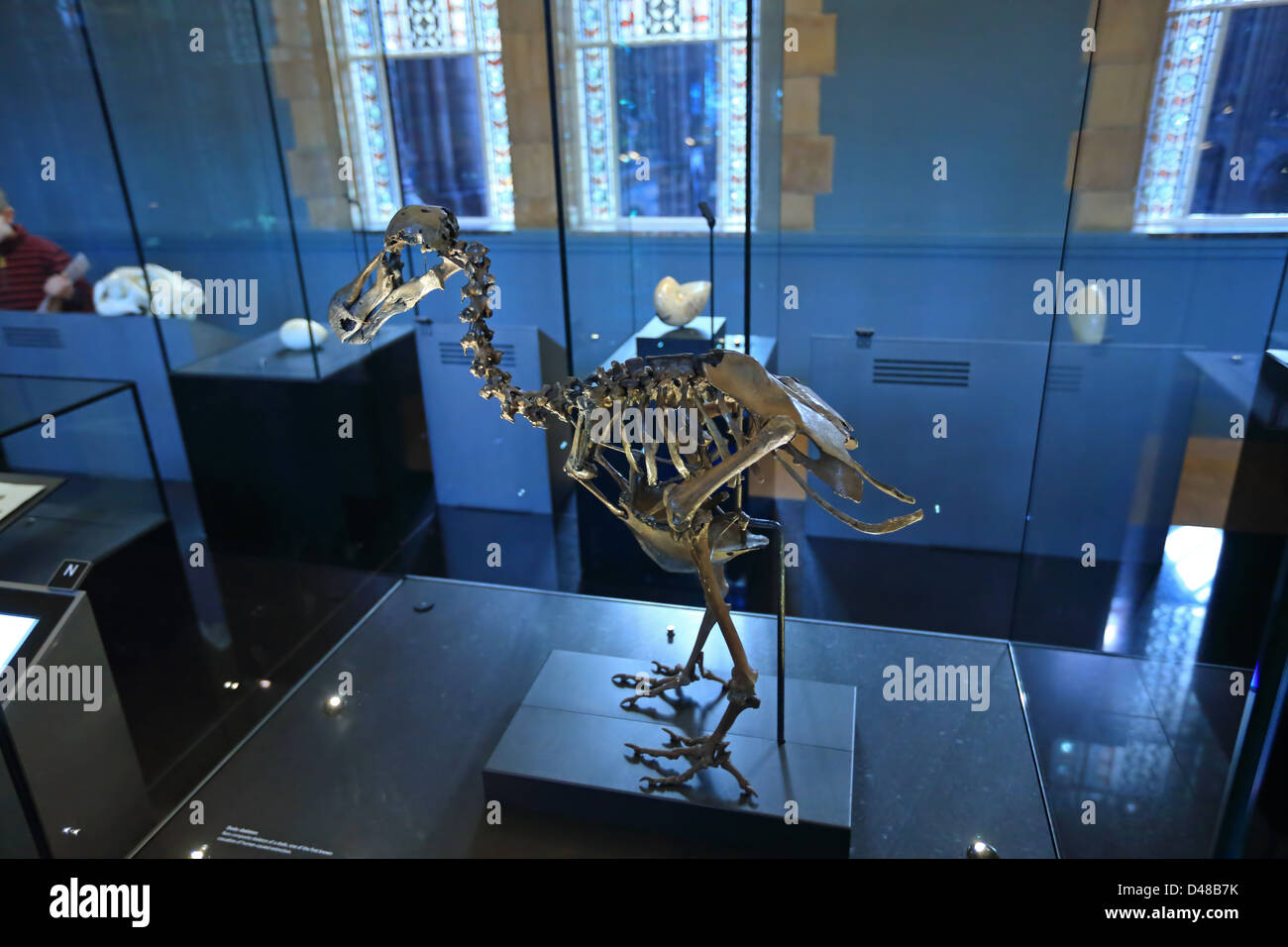 Dodo skeleton raphus cucullatus hi-res stock photography and images - Alamy