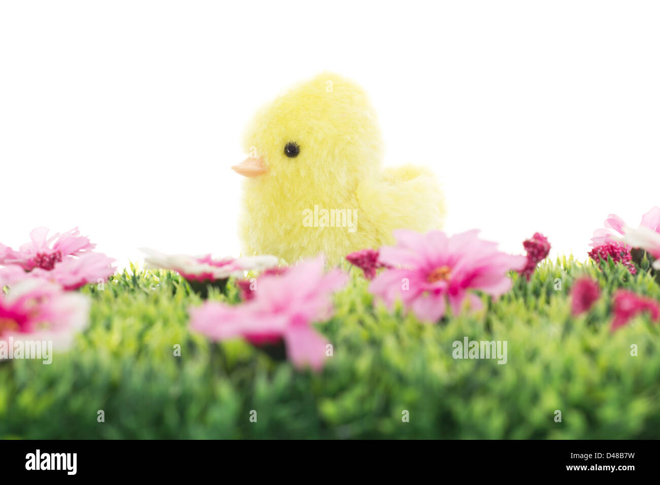Chick on grass with flowers Stock Photo - Alamy