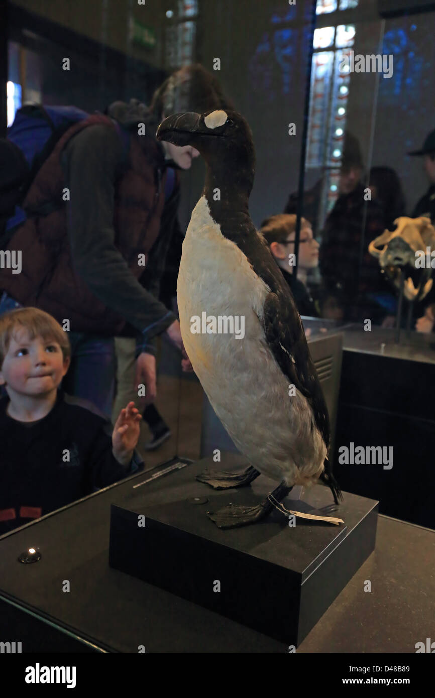 Great Auk (Pinguinus impennis Stock Photo - Alamy