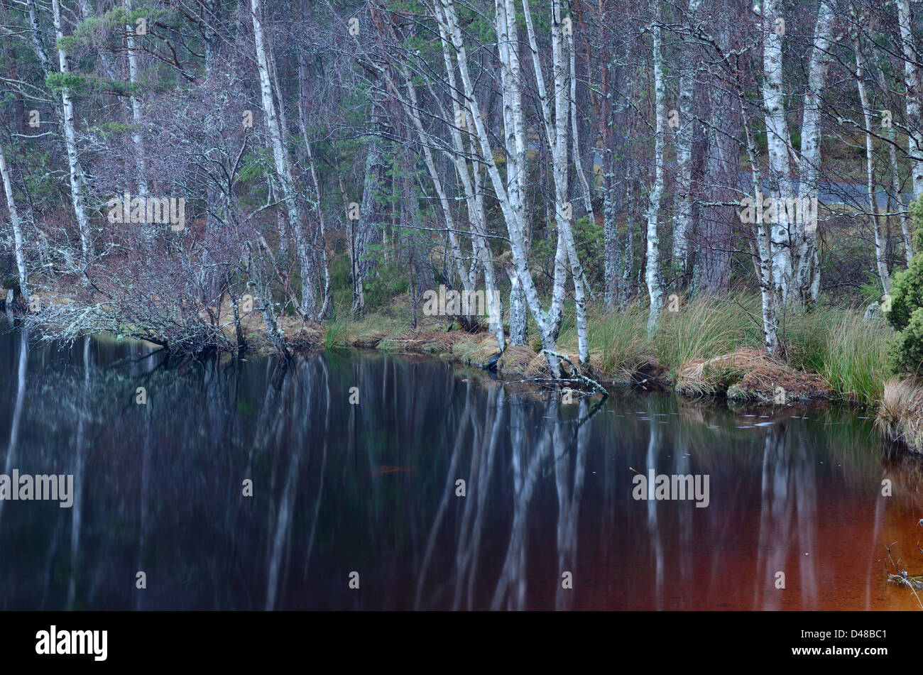 Loch Garten - Boat of Garten - Cairngorms National Park, Scotland, UK ...